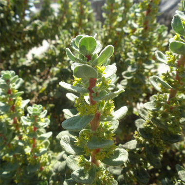 Escarcha -Flores del Desierto de la comuna de Caldera