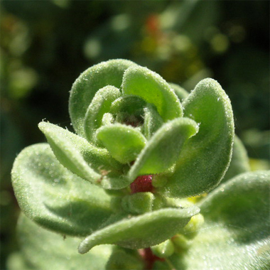 Escarcha -Flores del Desierto de la comuna de Caldera