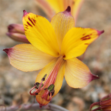 Lirio de los incas -Flores del Desierto de la comuna de Caldera